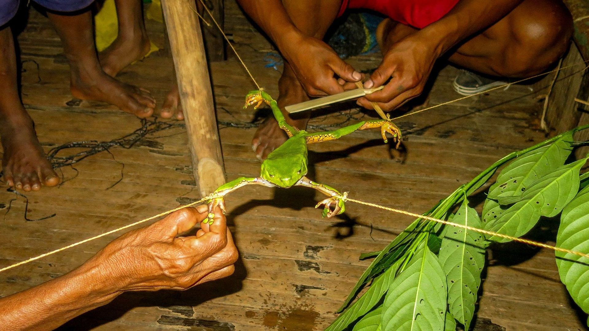 El estudio sobre los matsés, «Dayac Menequin» y la | chirapaq.org.pe